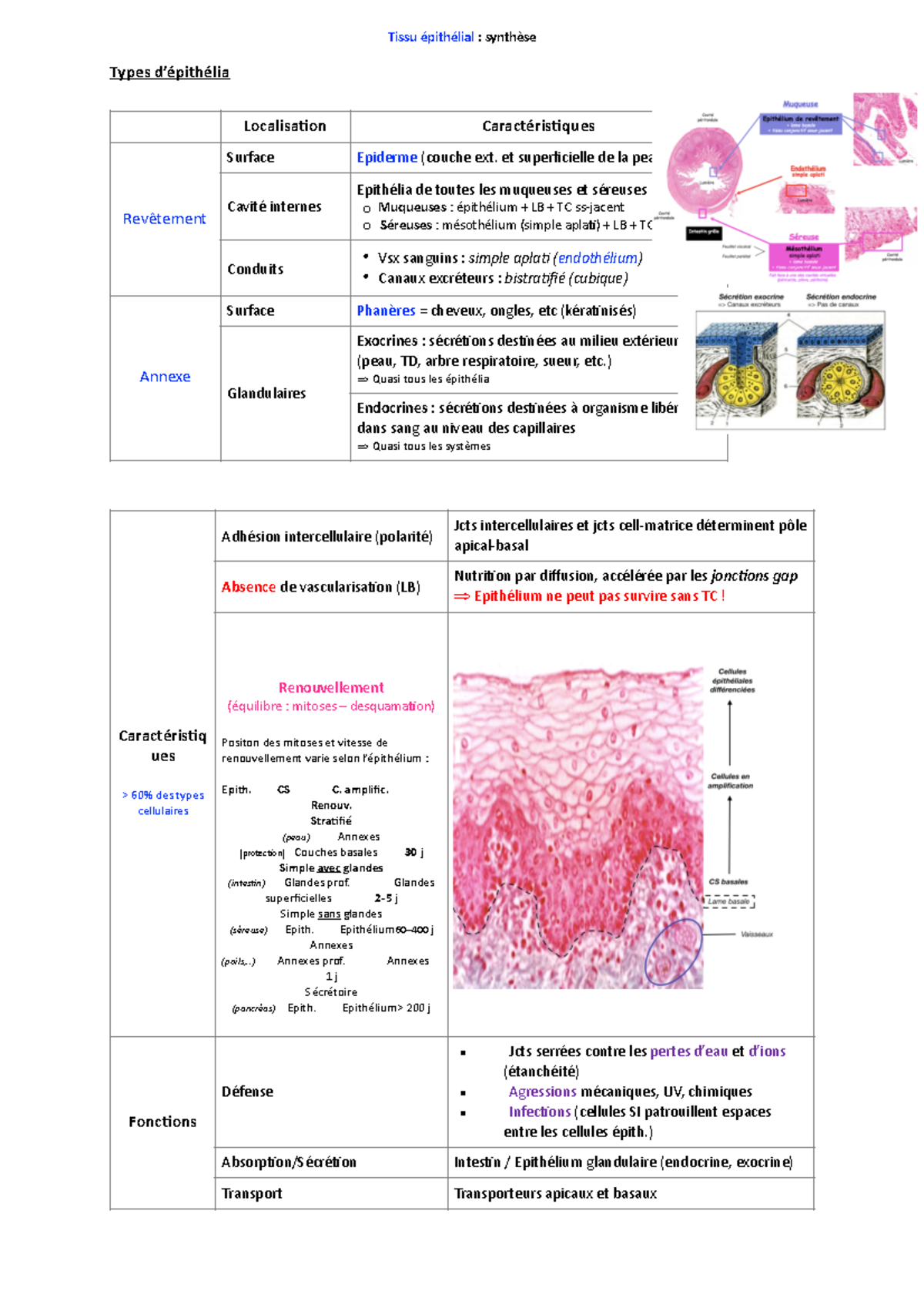 10. Tissu épithélial synthèse succinte - Warning: TT: undefined function: 32 Tissu épithélial ...