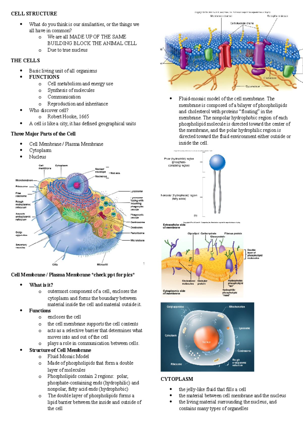 CELL Structure - reliable notes - CELL STRUCTURE What do you think is ...