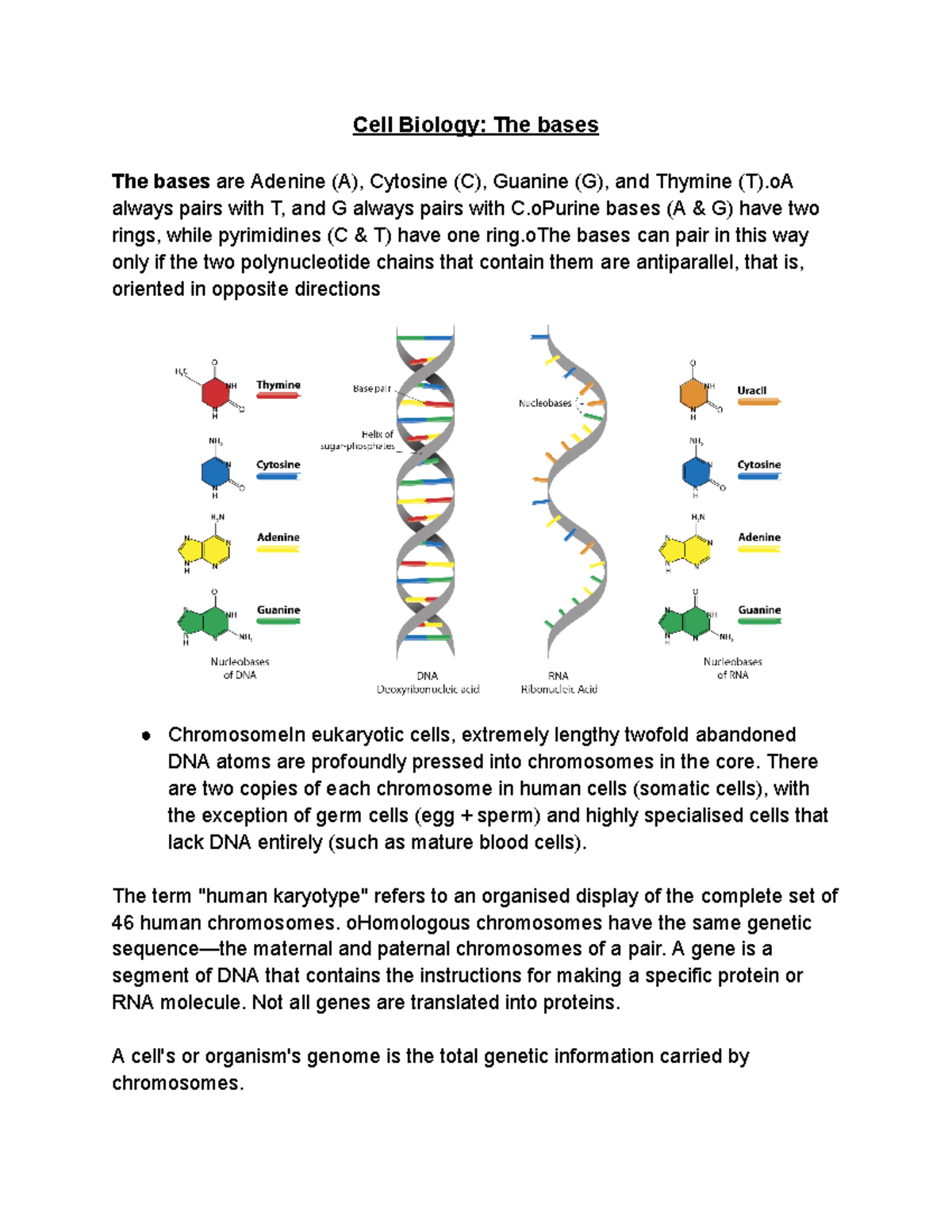Cell Biology The bases - Cell Biology: The bases The bases are Adenine ...