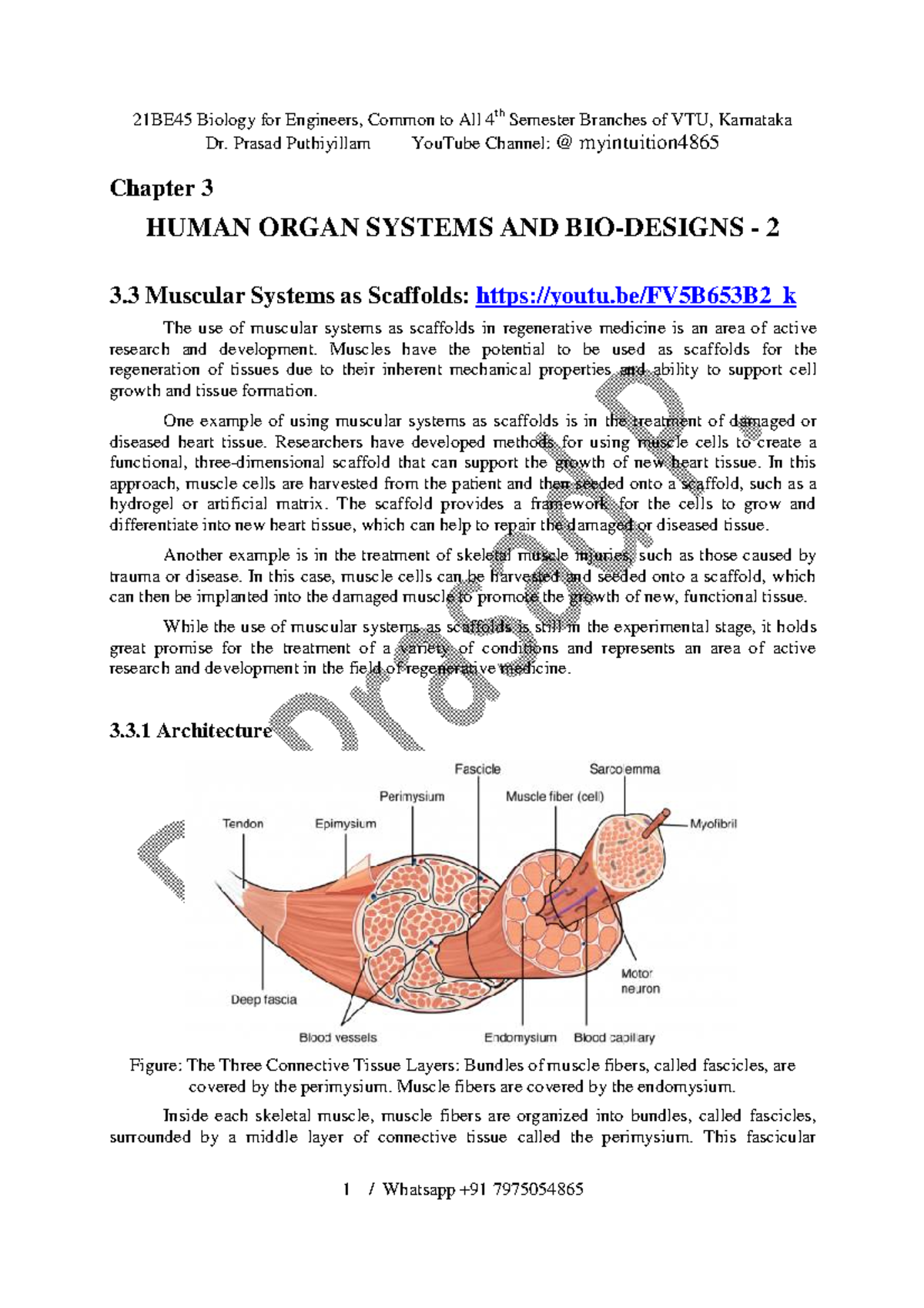 3.3 Muscle System as Scaffold - 21BE45 Biology for Engineers, Common to ...