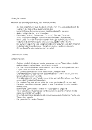 Muscles Hindlimb Anatomy 1 - Muskel Ursprung Ansatz Funktion Notizen ...