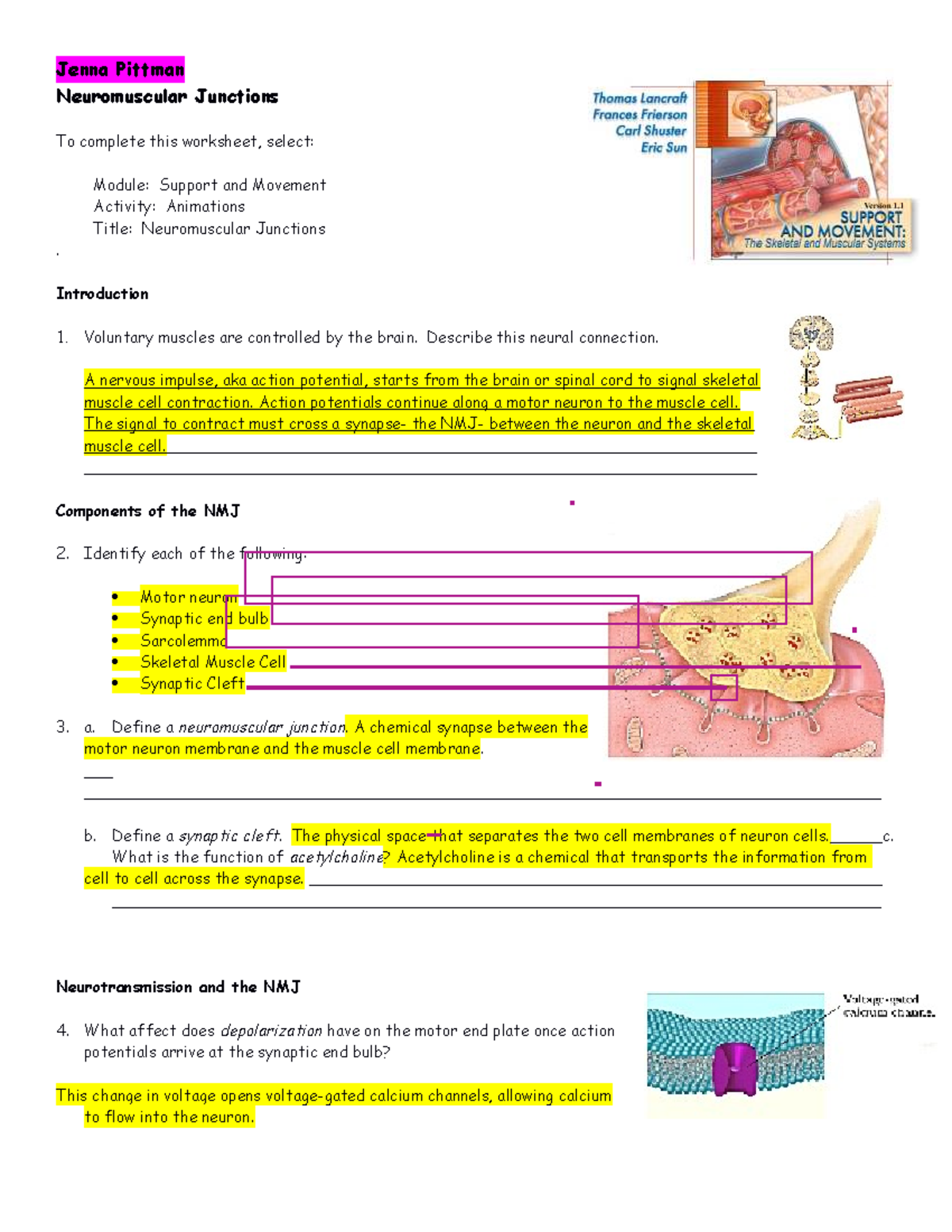 Anim neuromuscular junctions worksheet - Jenna Pittman Neuromuscular ...