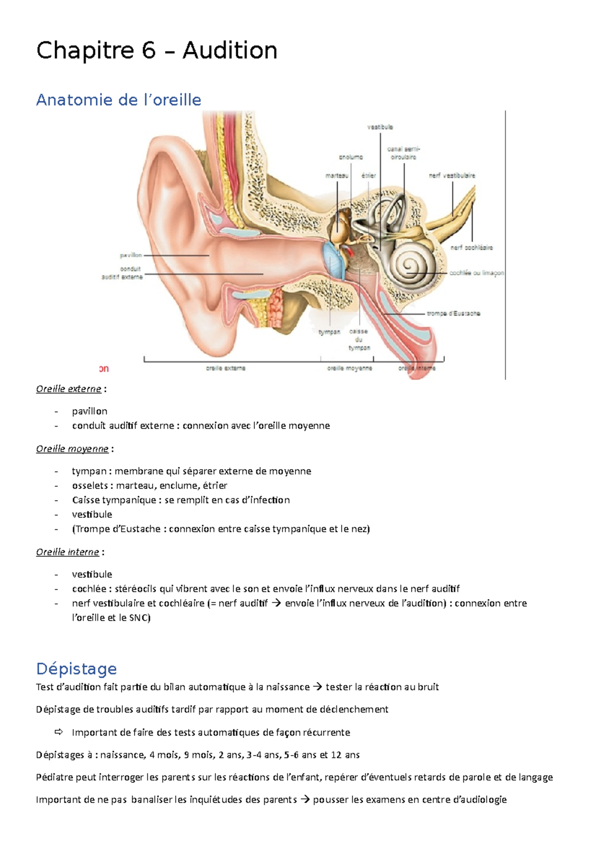 ANAT Chapitre 6 - L'audition - Chapitre 6 – Audition Anatomie de l ...