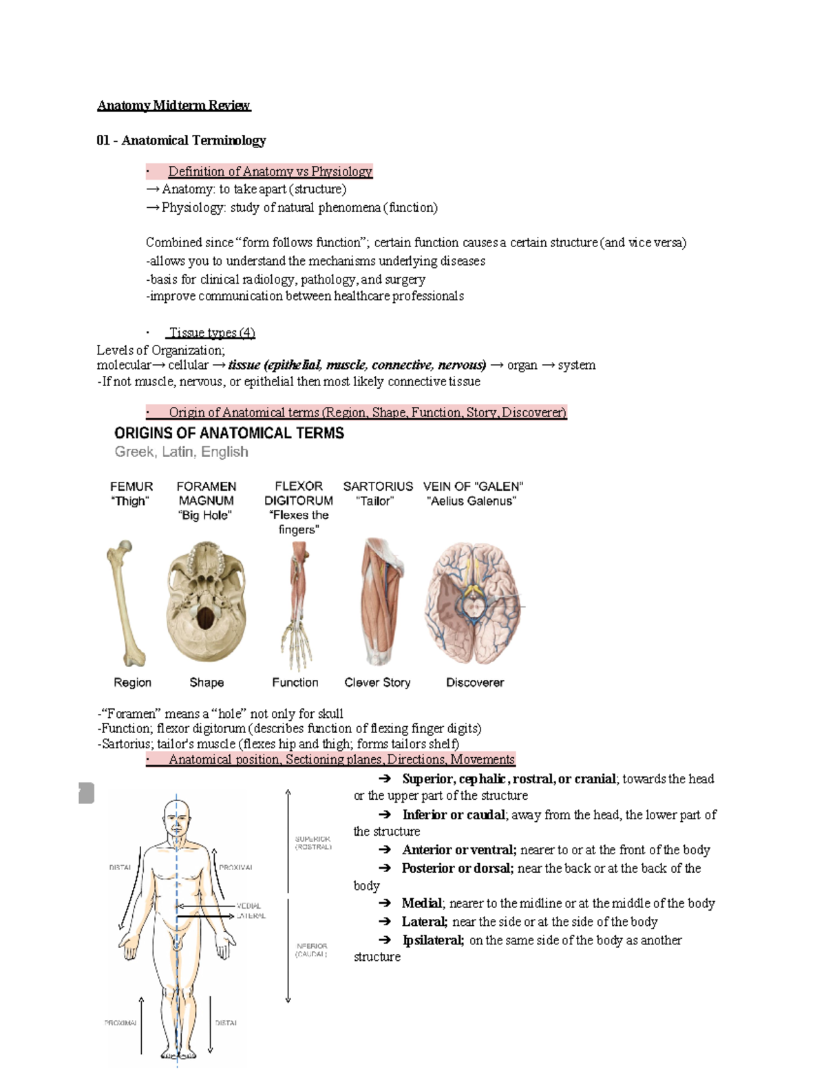 Untitled document - Anatomy Review - Anatomy Midterm Review 01 ...