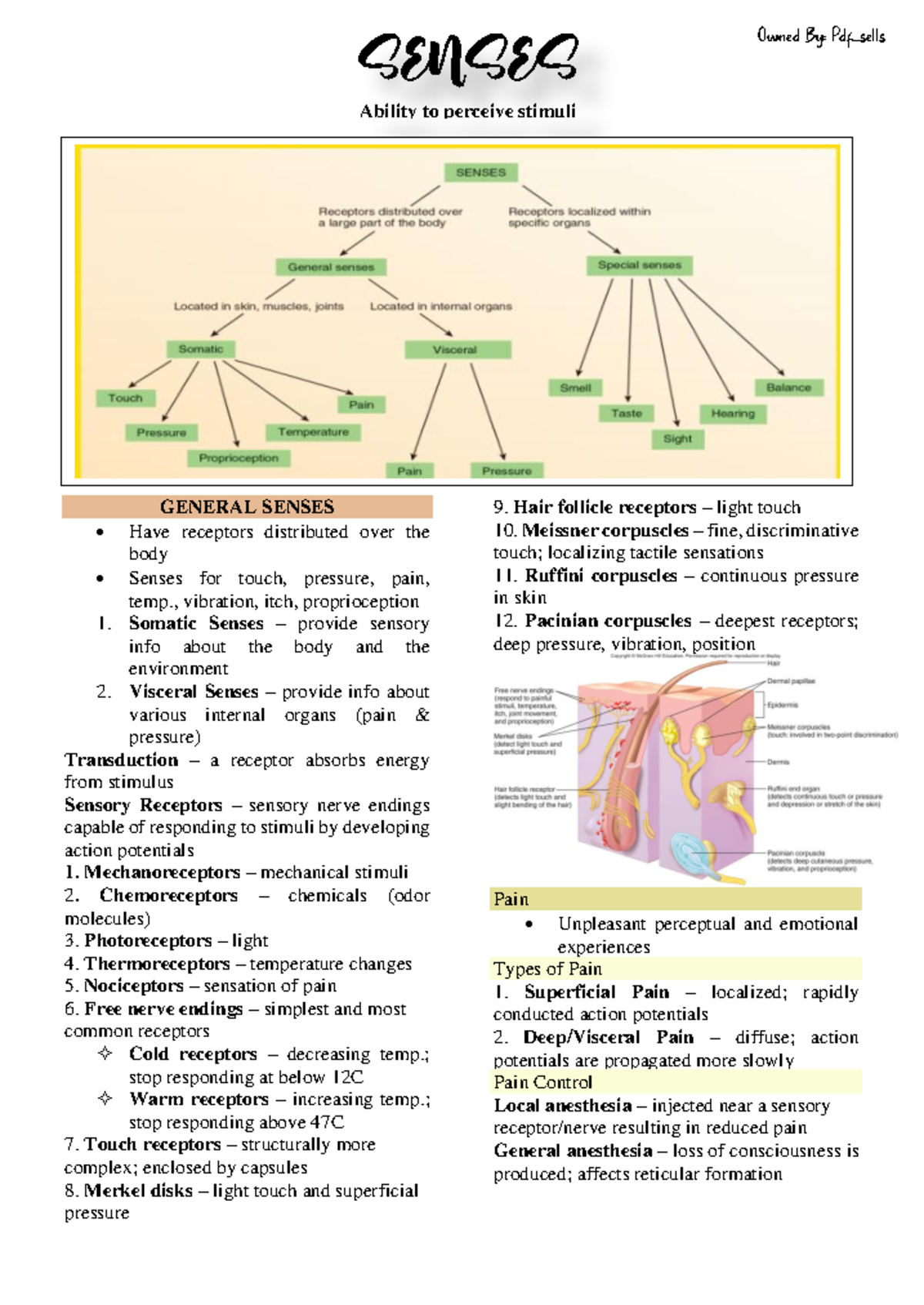 Senses - Sense notes - GENERAL SENSES Have receptors distributed over ...