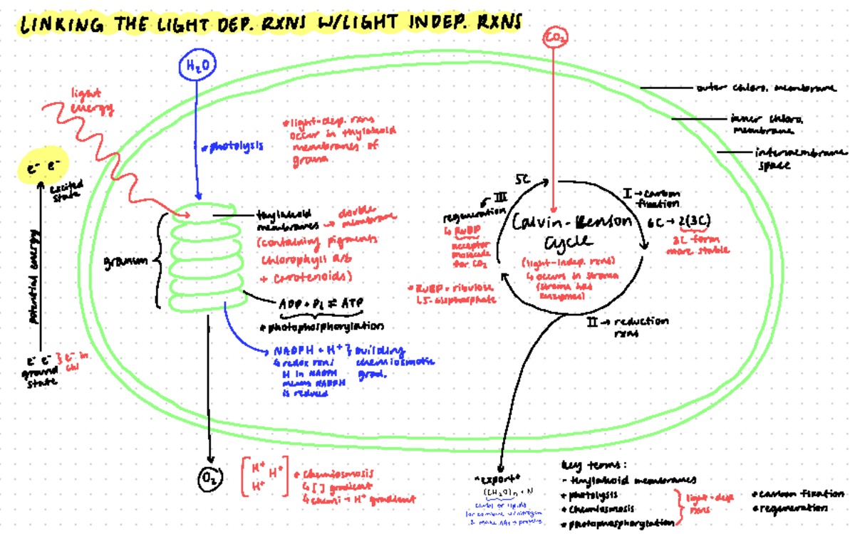 IB Biology 2.9 Notes - LINKING THE LIGHT DEP . RANS WILIGHT INDEP. RANS ...