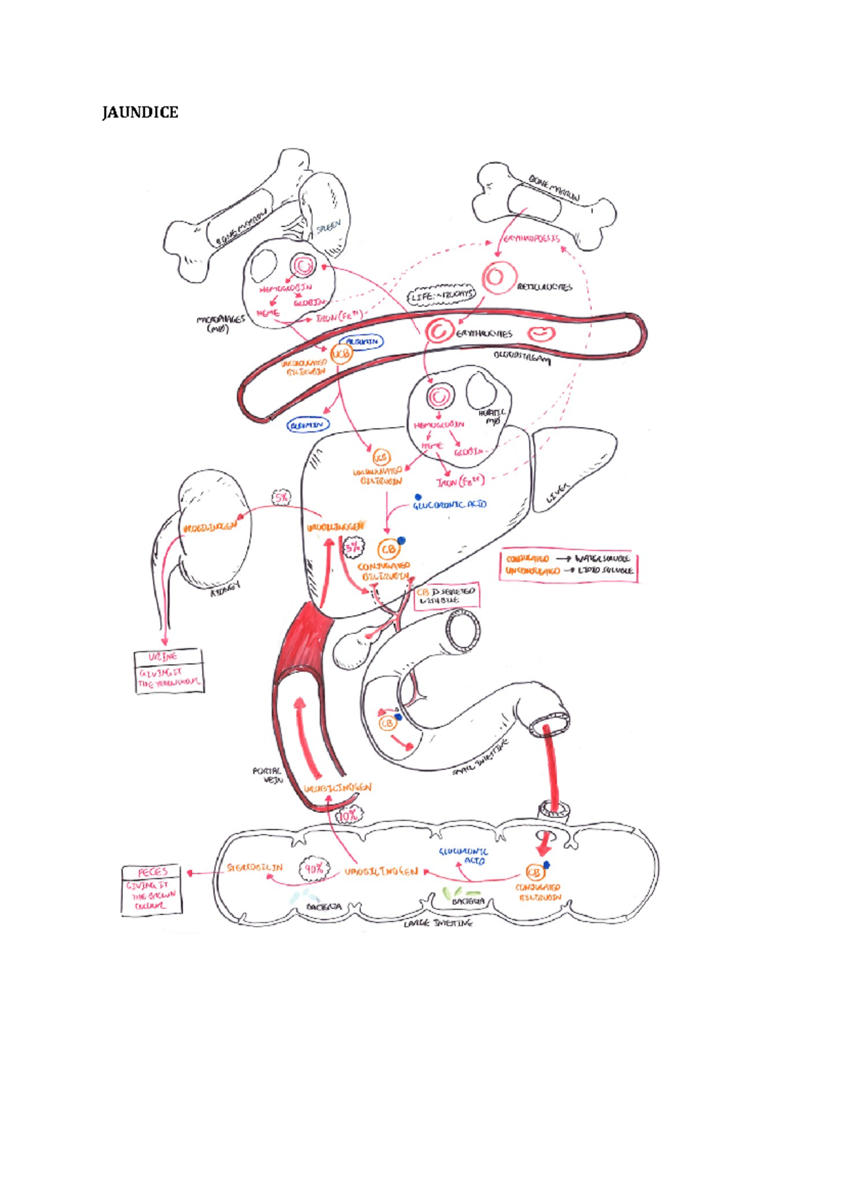 Jaundice - hello - JAUNDICE Pre-hepatic, hepatic and post-hepatic ...
