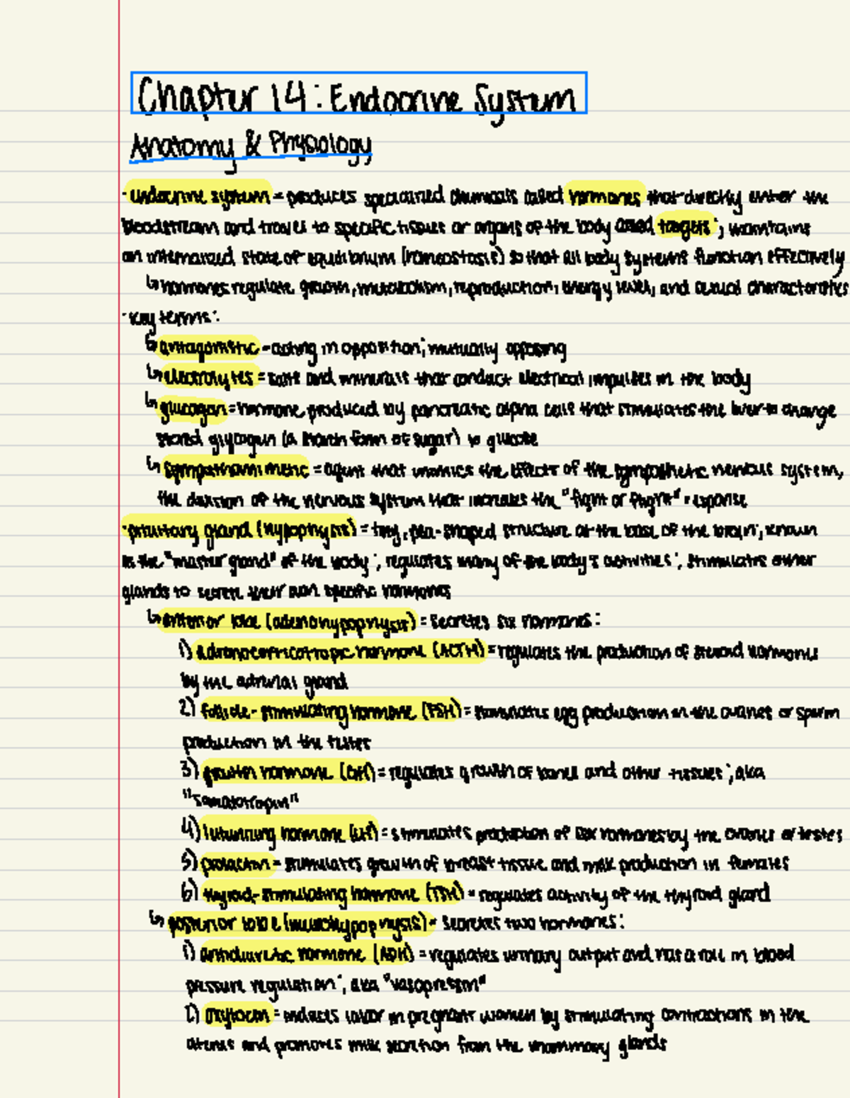 Medical Terminology Endocrine System - Chapter 14:Endocrine System my ...