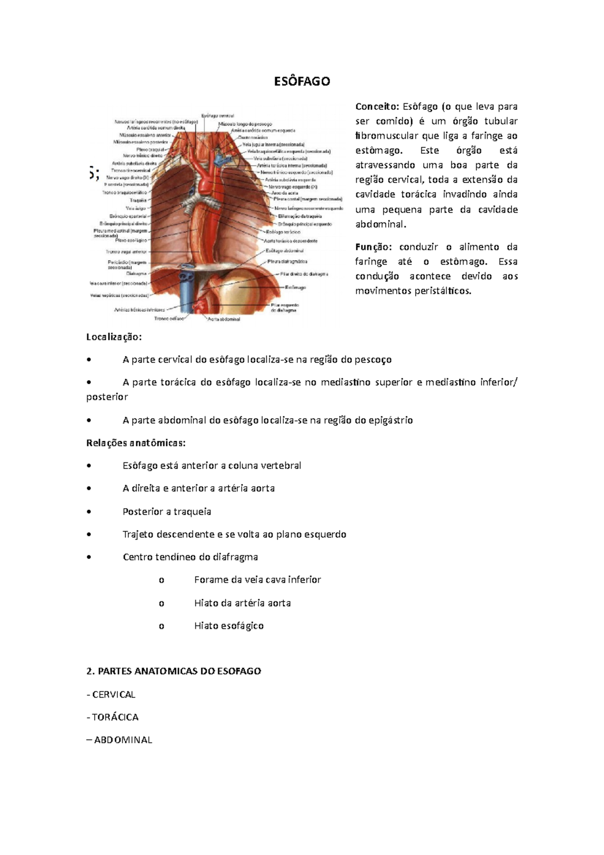 Anatomia DO Esôfago - ESÔFAGO Conceito: Esôfago (o que leva para ser ...