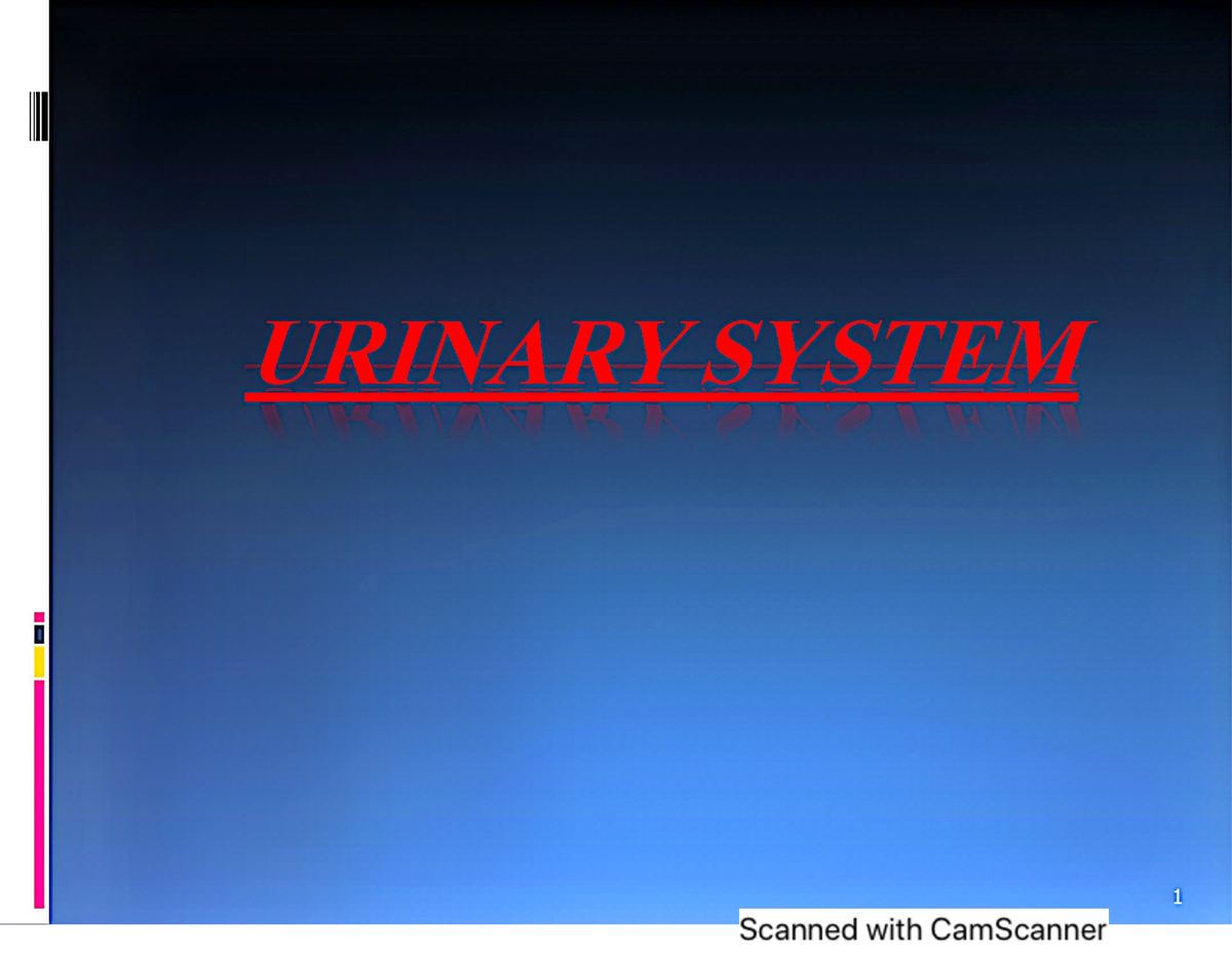 Urinary System - Anatomy 2 - Studocu