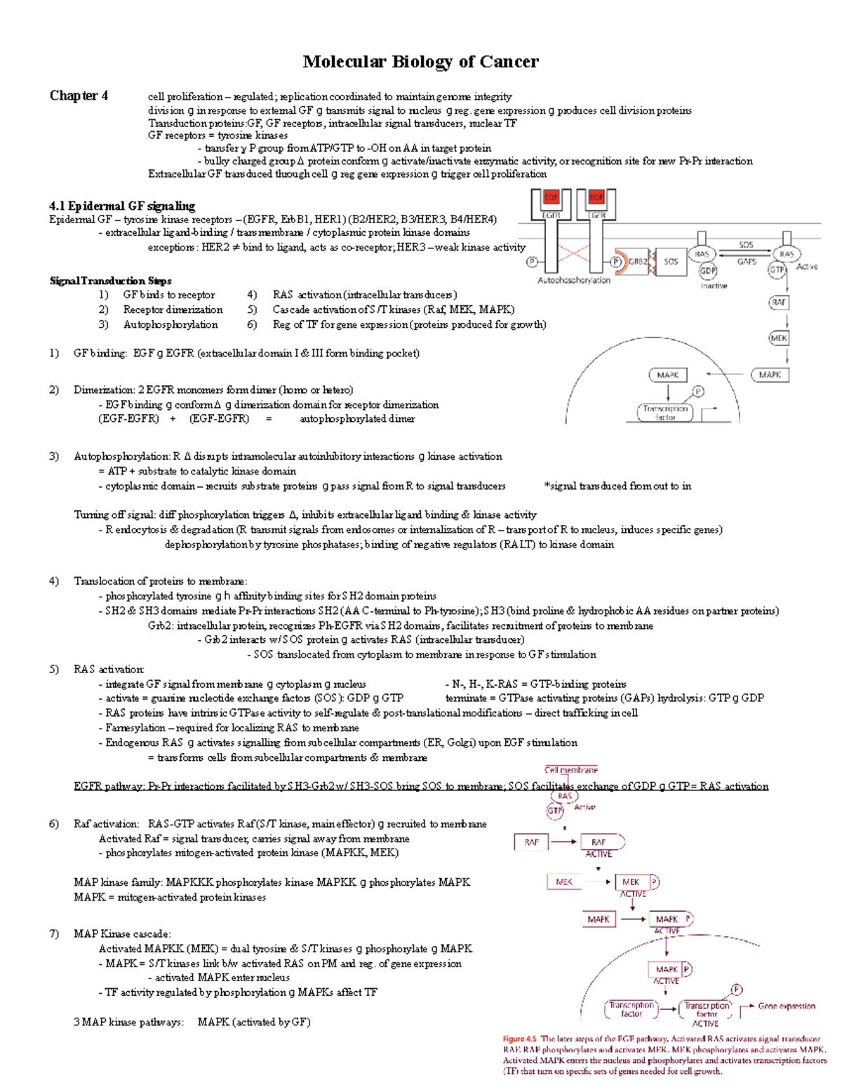 Cancer Biology Pecorino Notes: Chapter 4 - Molecular Biology of Cancer ...