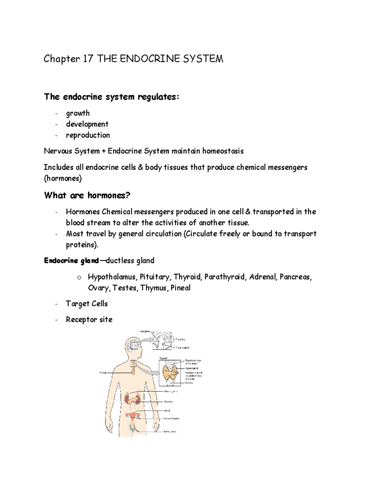 Endo and Repro - Respiratory - biology - Chapter 17 THE ENDOCRINE ...