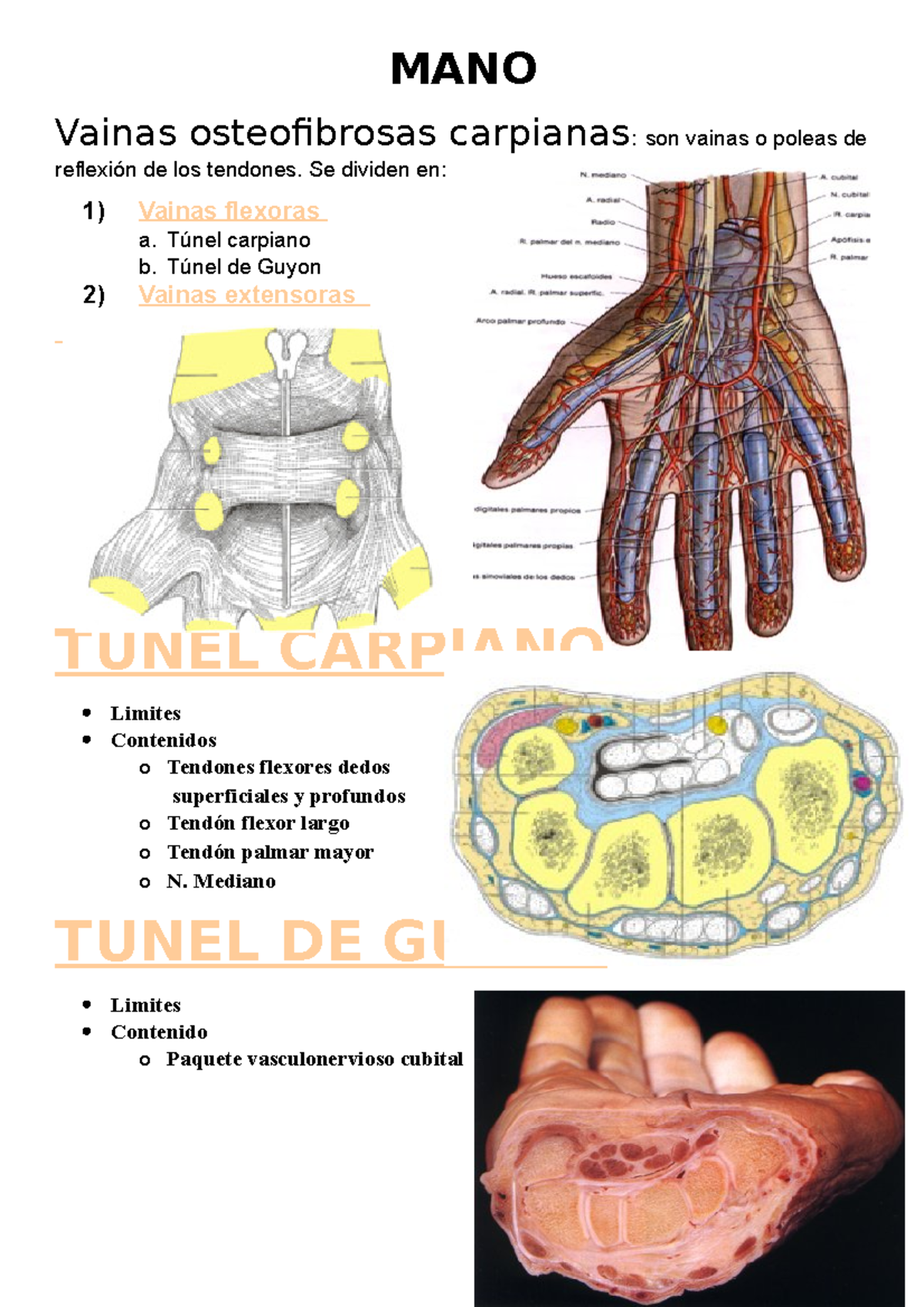 MANO - Miología de la mano - MANO Vainas osteofibrosas carpianas: son ...