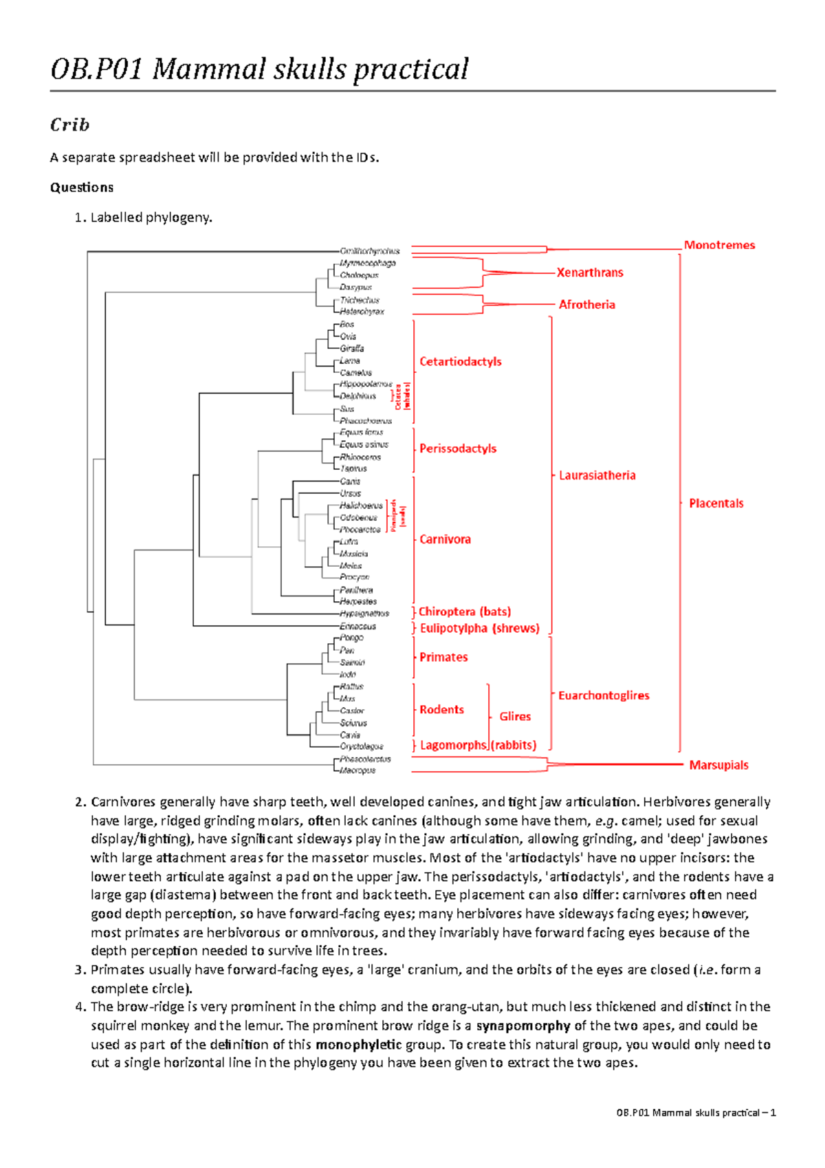 Skulls practical Answer Sheet - OB Mammal skulls practical Crib A ...