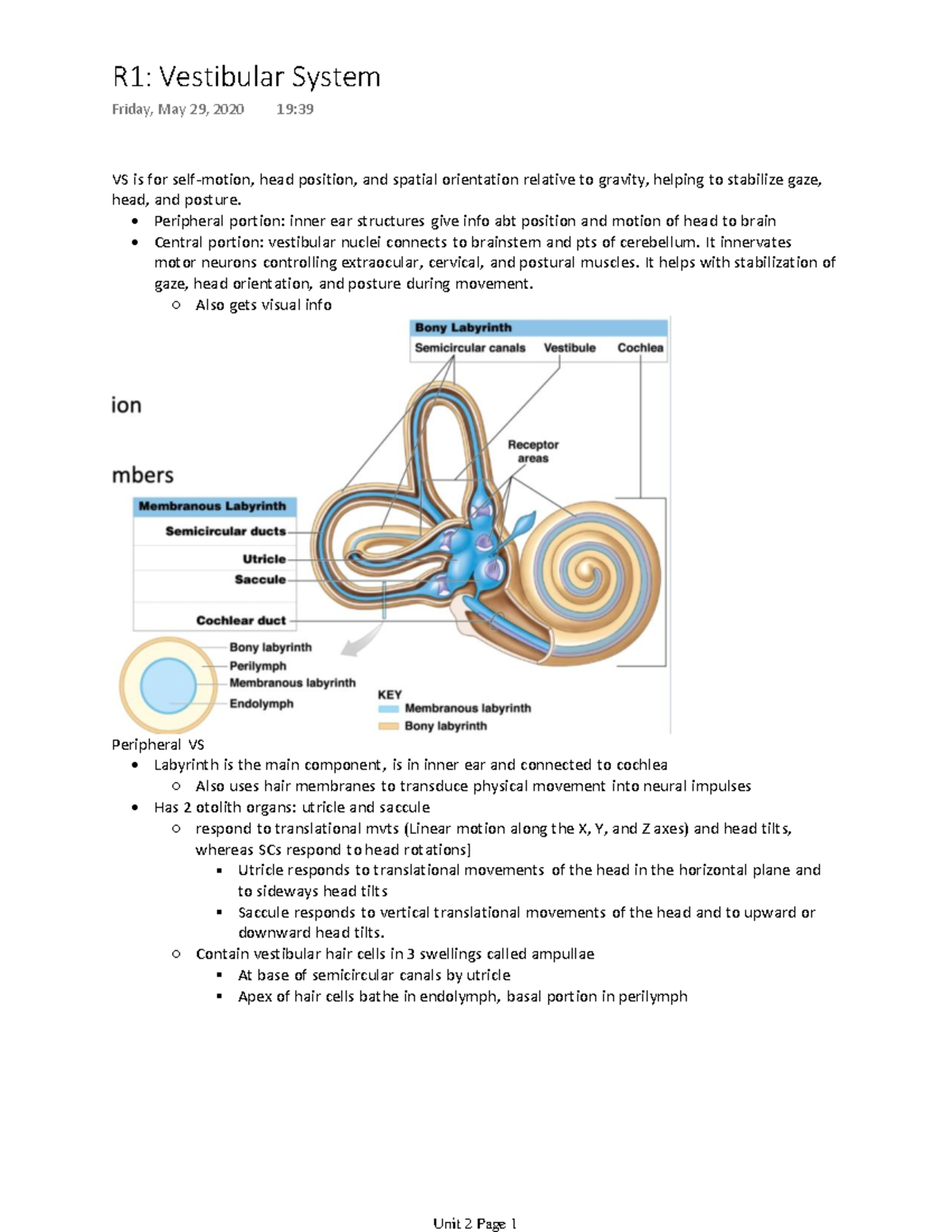 Unit 2 Reading 1 Vestibular System - VS is for self-motion, head ...