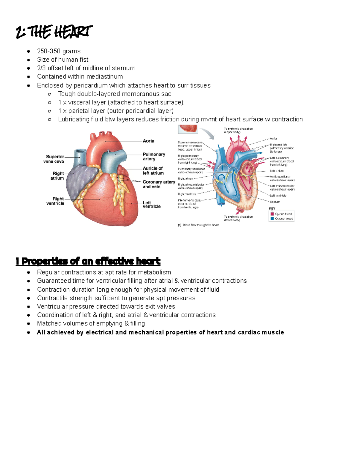 Cardiovascular - physio - 2: THE HEART 250-350 grams Size of human fist ...