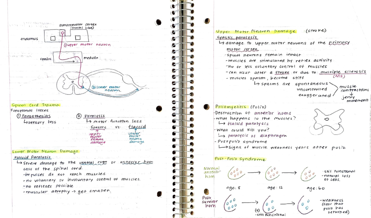 Physiology Notes (part 2) - Biol 273 - Studocu
