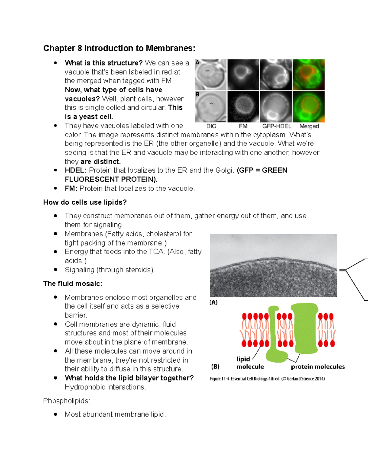 Chapter 8: Introduction to Membranes - BIO 011 - Studocu