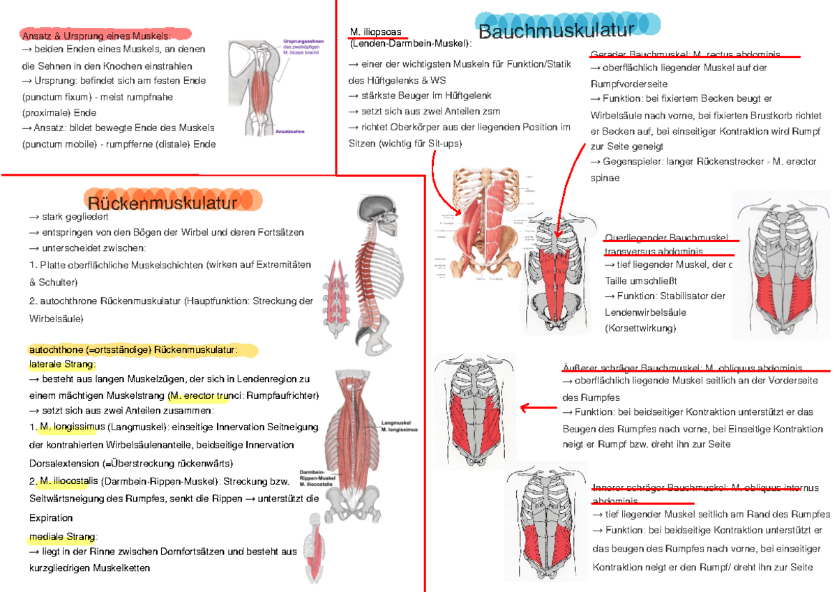 Anatomie: Rücken -, Arm - Bauchmuskeln - WiSe 20/21 - Rückenmuskulatur ...