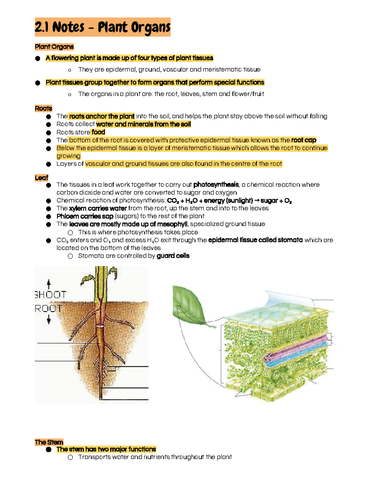 2.1 Notes - Organs in Plants (Pearson Textbook SNC2D Pre-IB) Year 2021/ ...