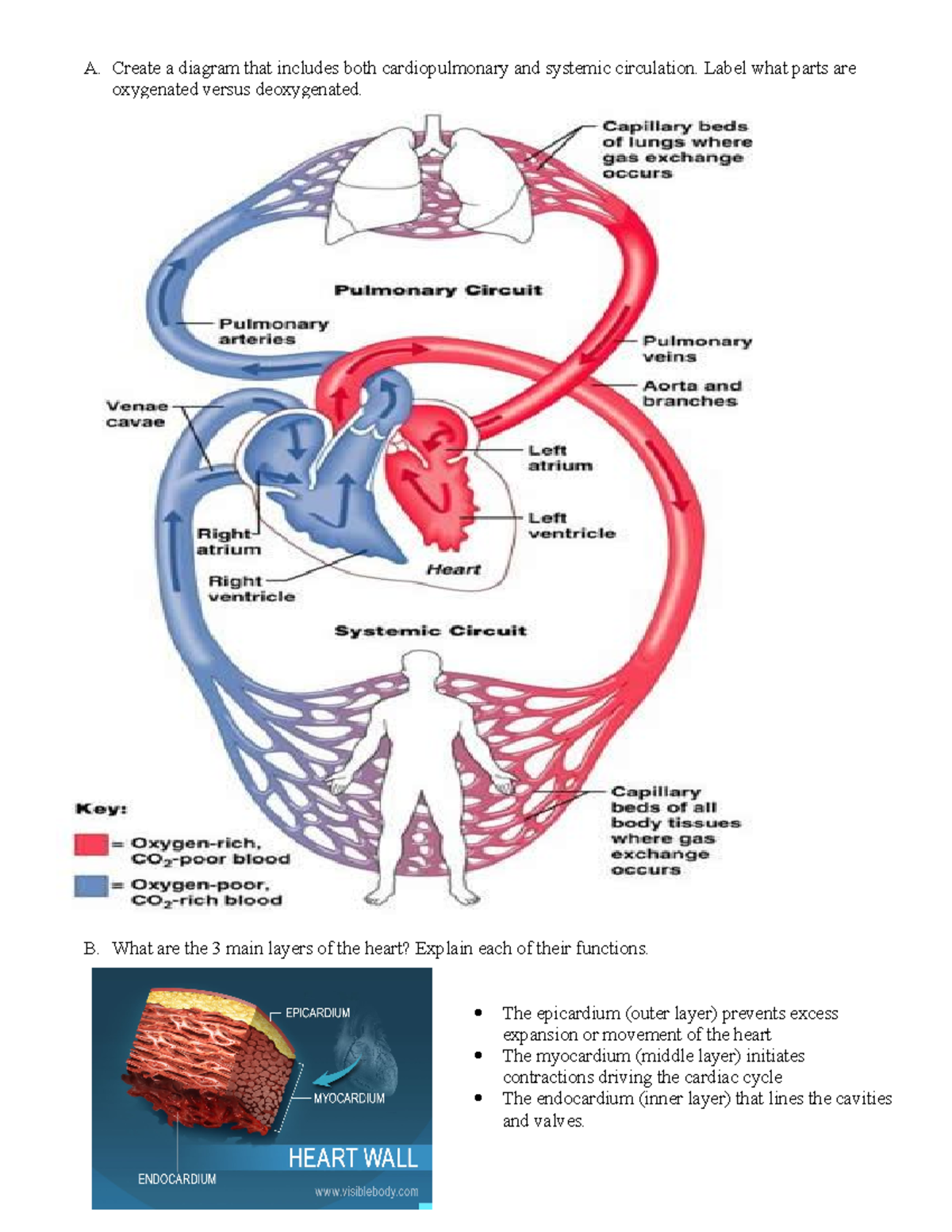 Lab Chapter 13 Heart - Anatomy and Physiology - A. Create a diagram ...