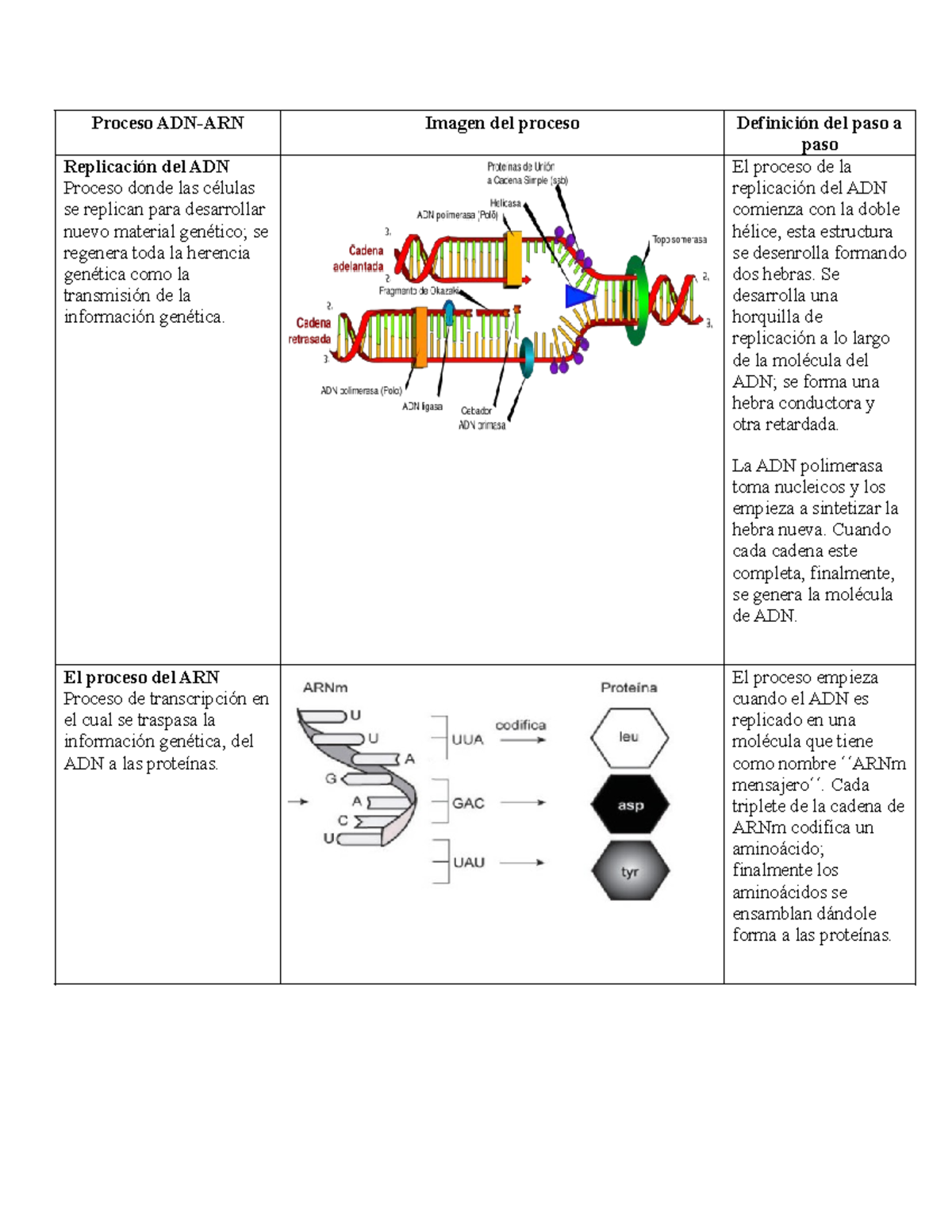 Tabla sobre el proceso del ADN - Proceso ADN-ARN Imagen del proceso Definición del paso a paso ...