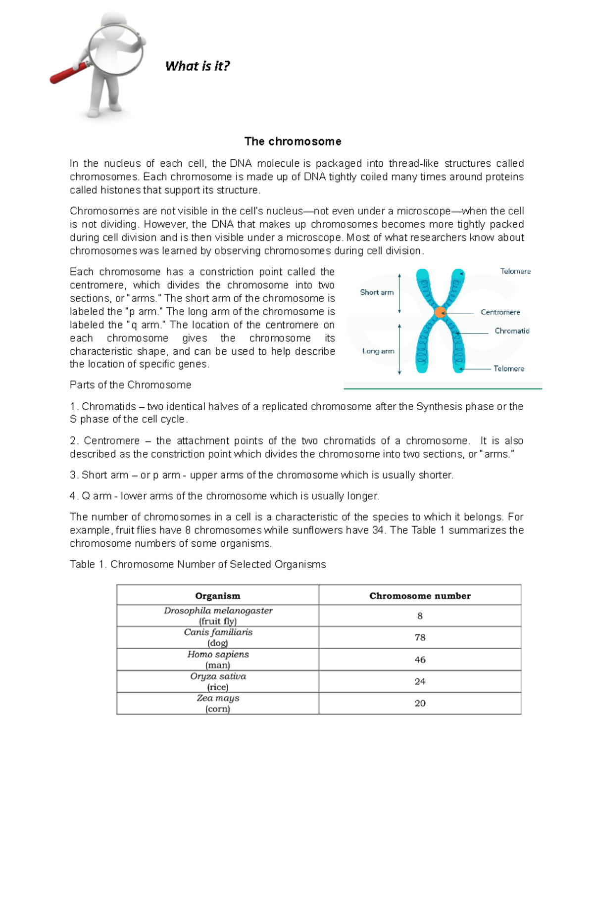 Cell-cycle - T The chromosome In the nucleus of each cell, the DNA ...