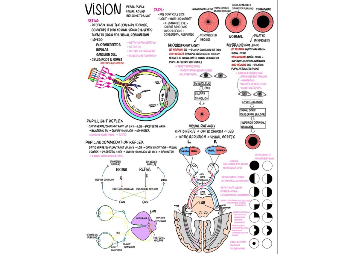 Learning with anatomy - BSC 216 - Studocu