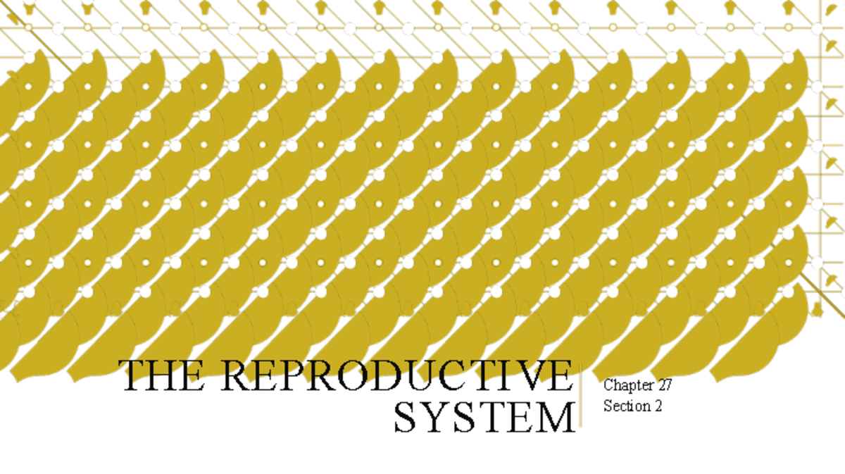 CH27 Female-Reproductive-SU20 - THE REPRODUCTIVE SYSTEM Chapter 27 ...