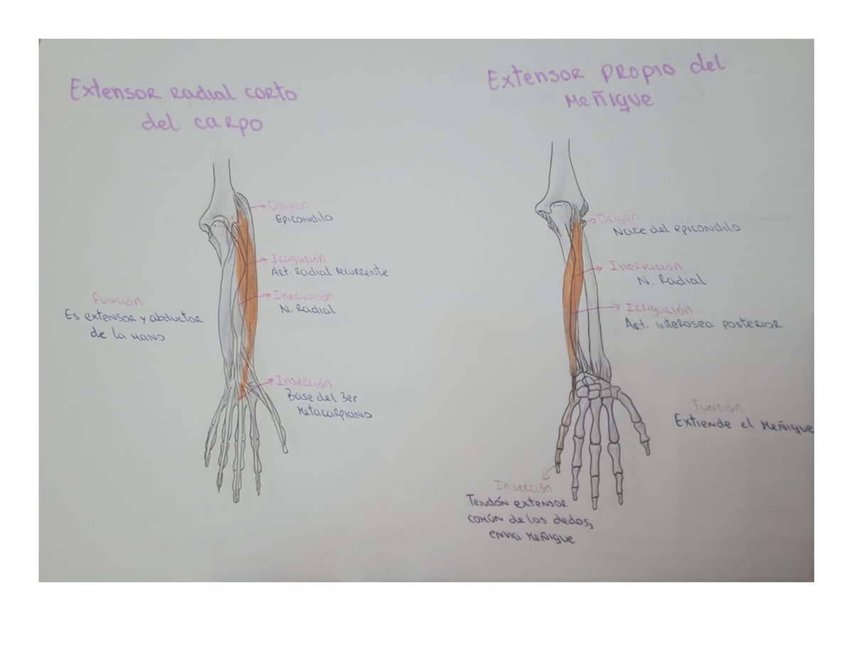 Dibujos. Músculos. - Extensor Radial corto Extensor PROPIO del Menique ...