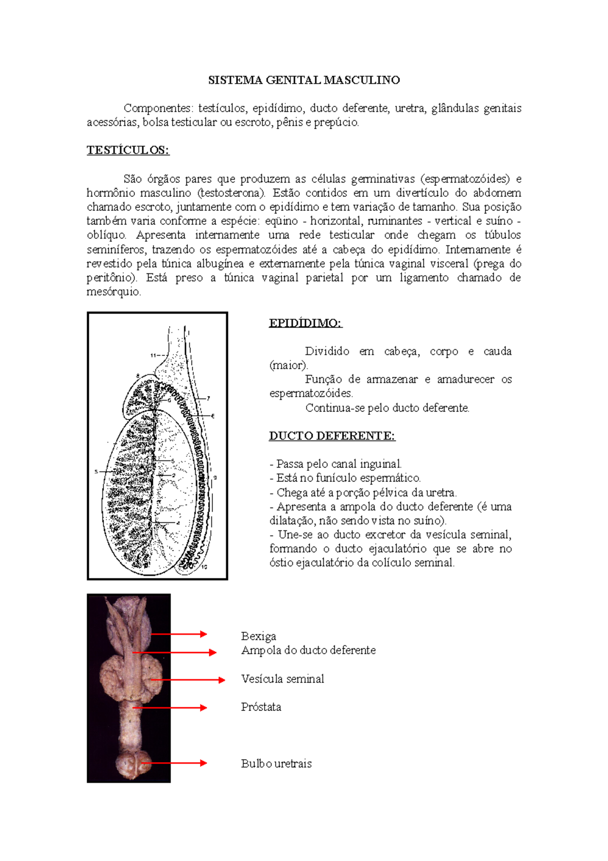 Genital Masculino - SISTEMA GENITAL MASCULINO Componentes: ducto ...