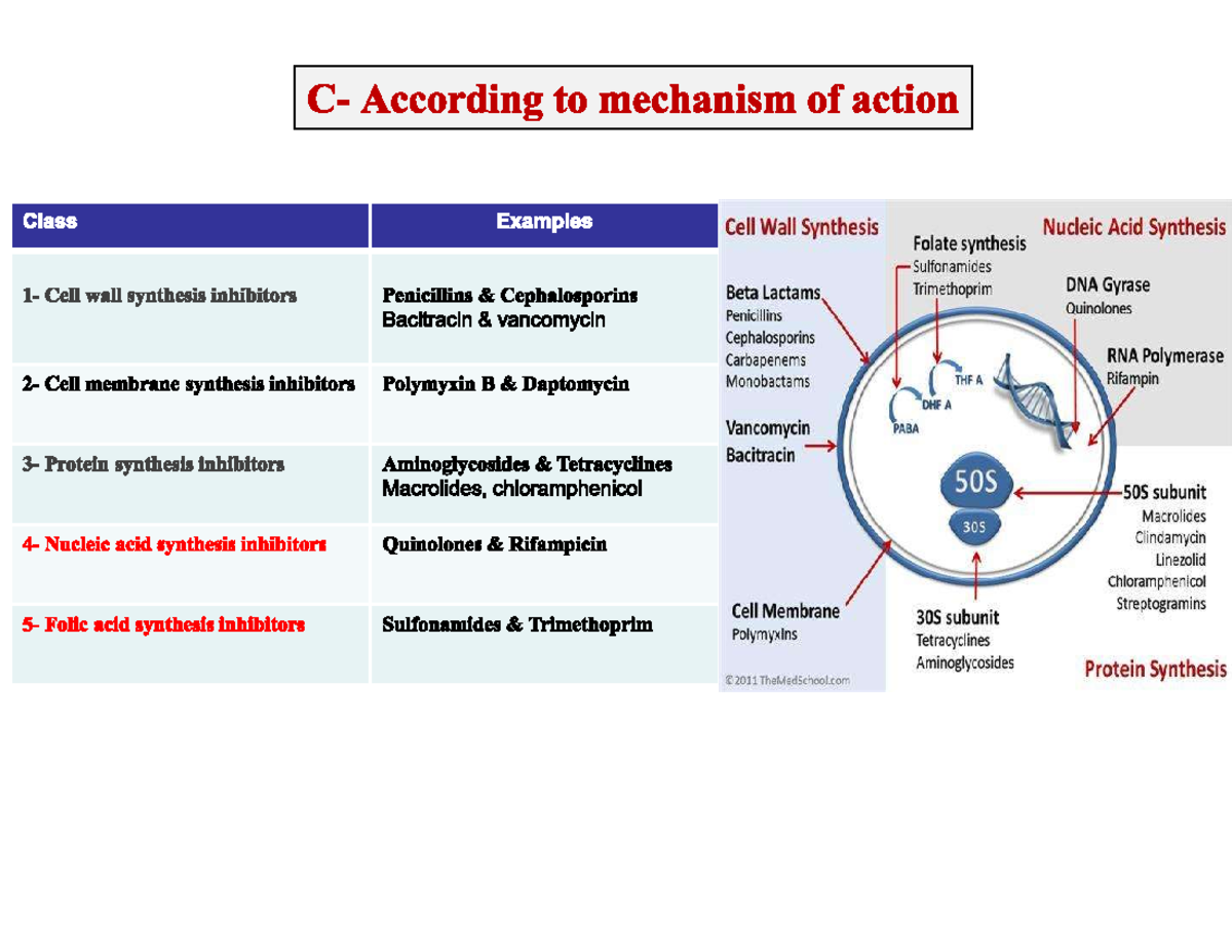 Antibiotics 2 - Pharmacology - Studocu