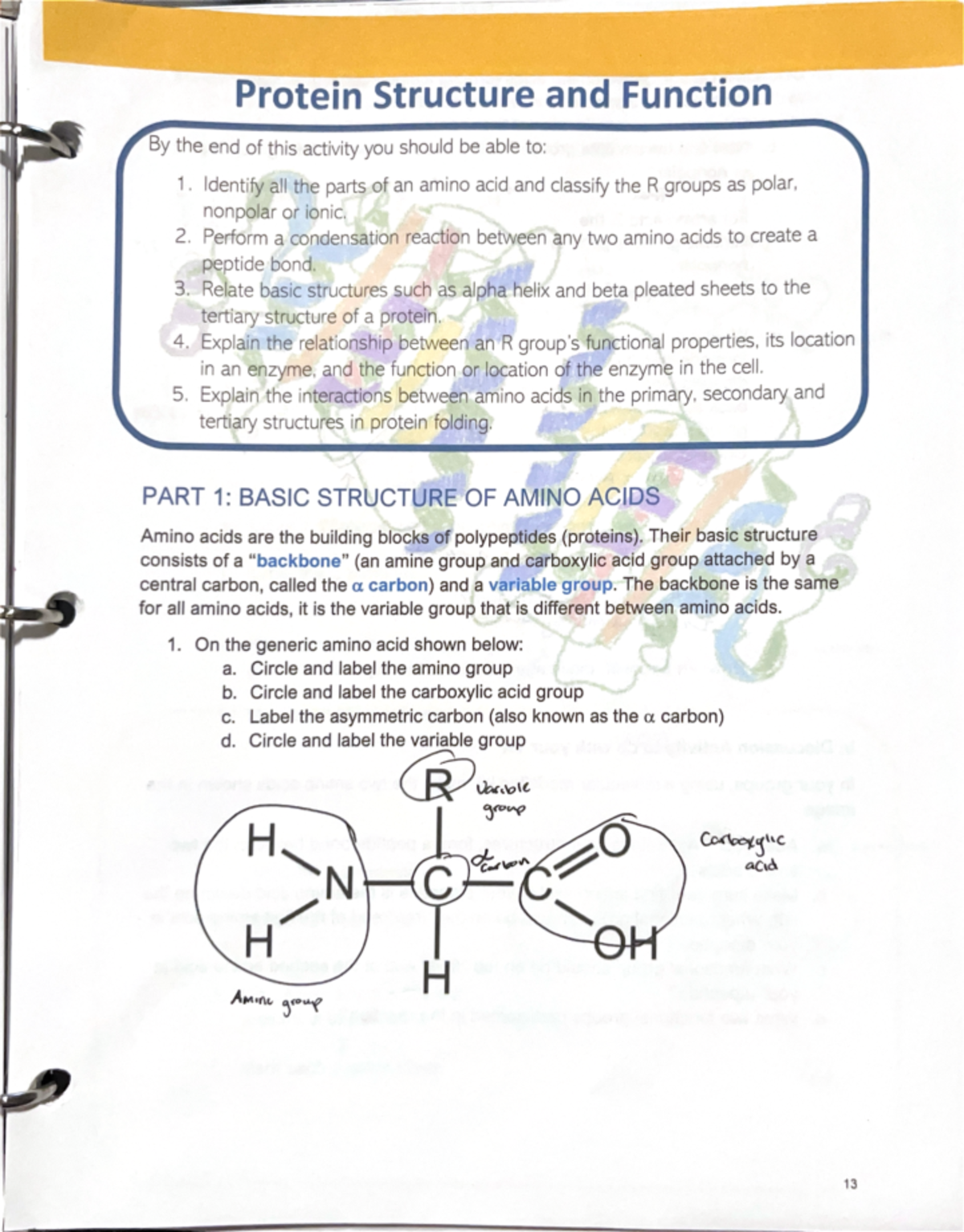 Protein Structure and Function - BIS 2A - Studocu