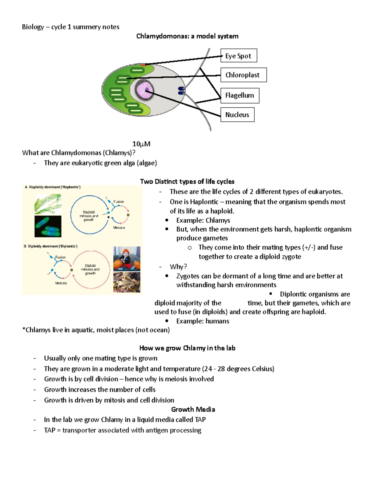 summery cycle 1 to 4 - Biology – cycle 1 summery notes Chlamydomonas: a ...