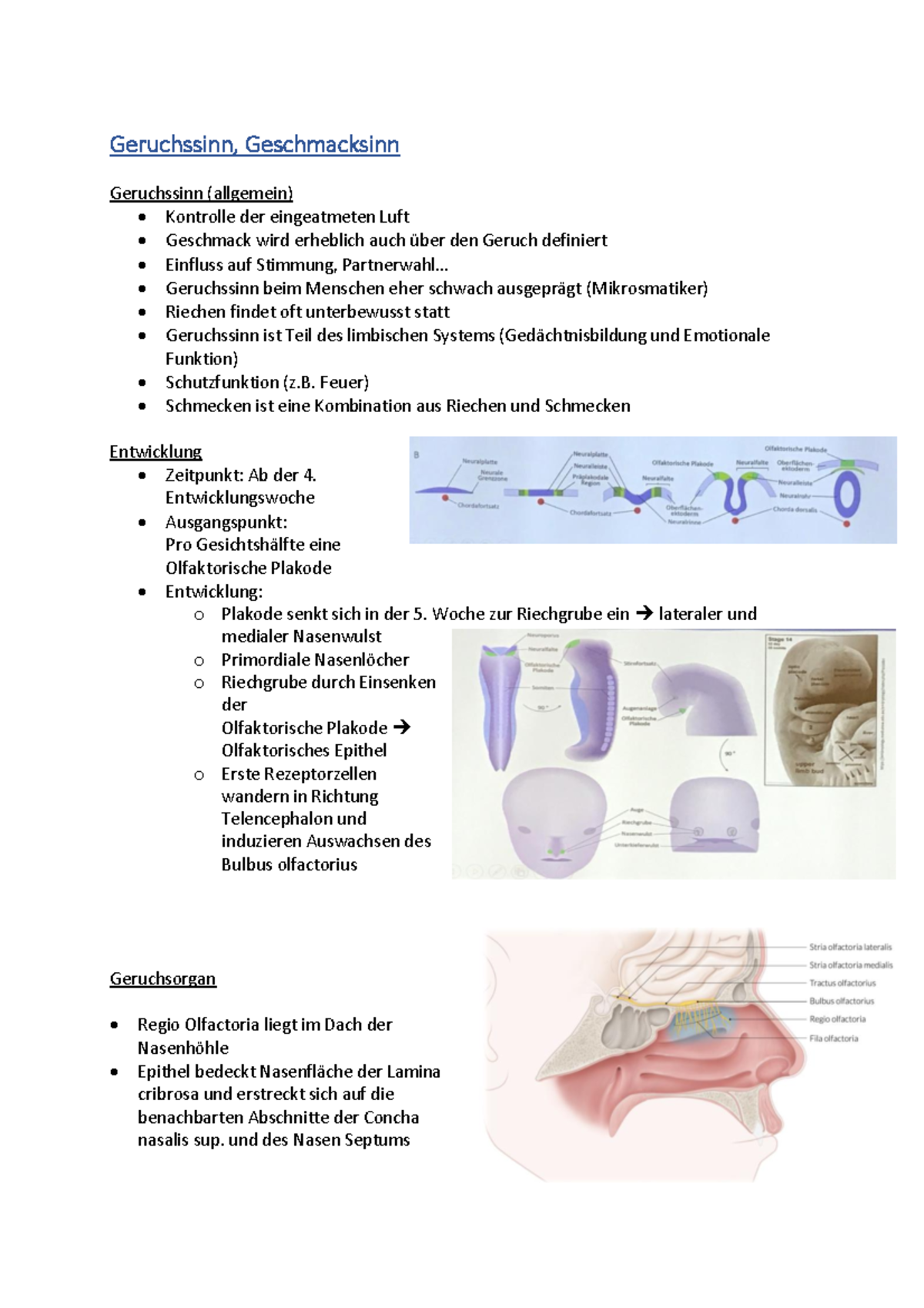 Geruchssinn - Warning: TT: undefined function: 32 Warning: TT ...
