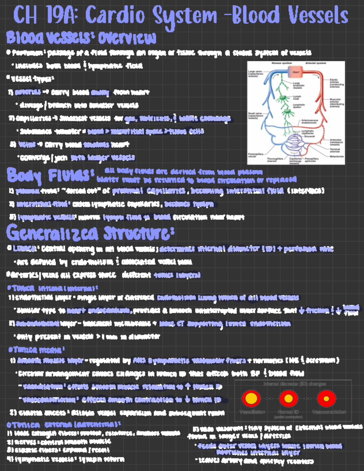 A&P CH 19 - Lecture Notes - CH 19A: Cardio System -Blood Vessels ...
