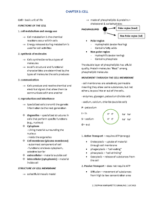 Anatomical positions lab - BIO 113 LAB 1. Anatomical Terminology ...