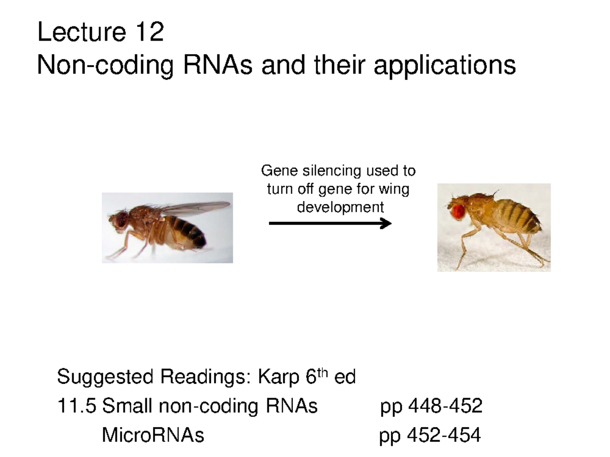 Lecture notes, lectures 12 - non-coding RNAs - Lecture 12 RNAs and ...
