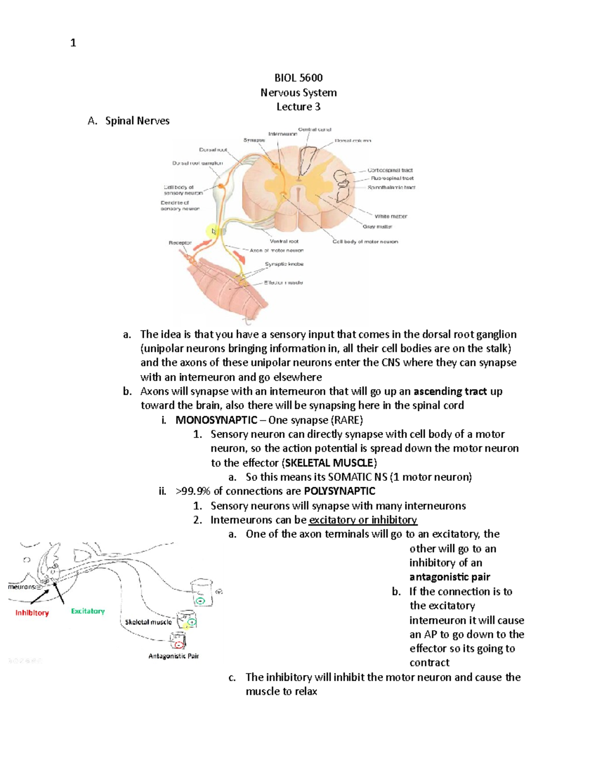 L3 – Nervous System III - 1 BIOL 5600 Nervous System Lecture 3 A. Spinal Nerves a. The idea is ...