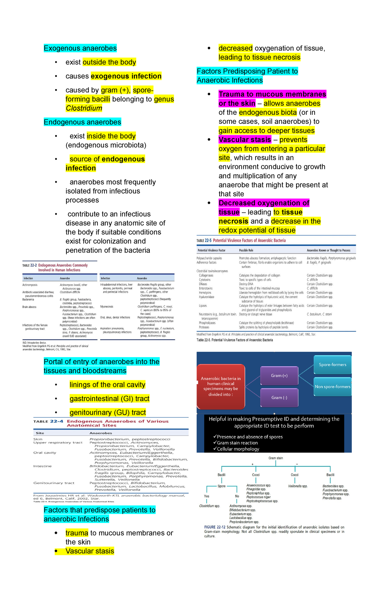 Exogenous anaerobes - Clostridium tetani - Subterminal spores ...