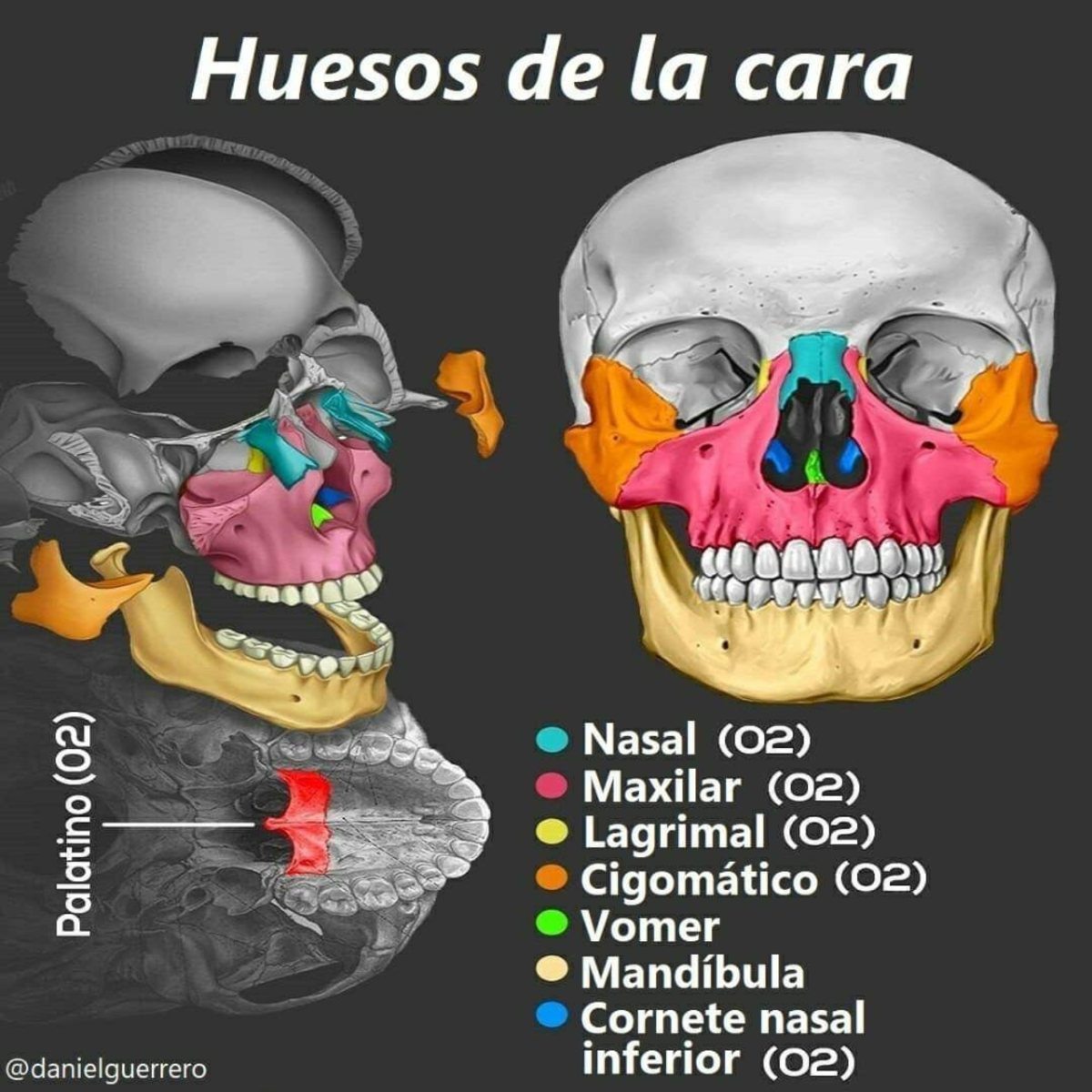 Huesos de la cara - Anatomia Humana - Studocu