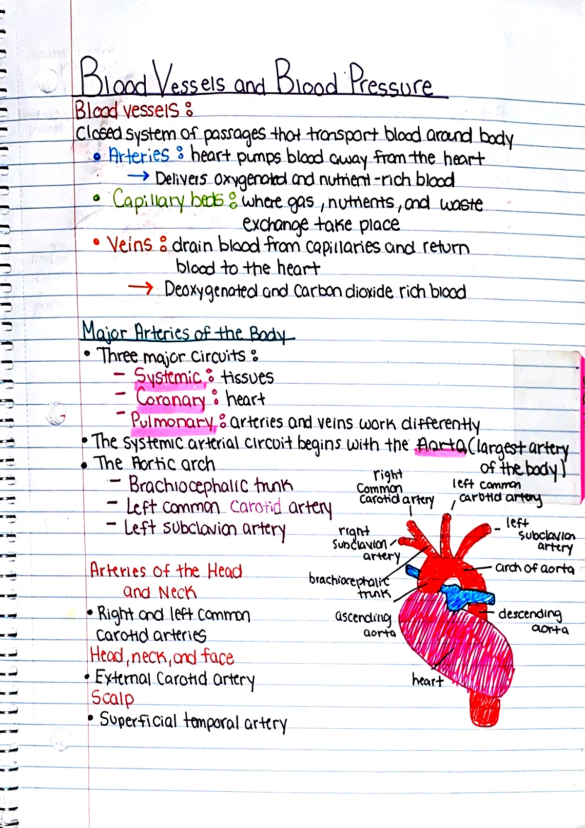 Blood Vessels:Pressure - BIOL 2402 - Studocu