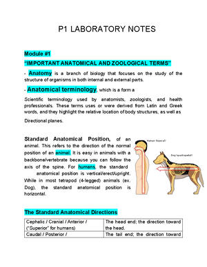 P2 Moving EXAM Notes - P2 MOVING EXAM NOTES PHYLUM NEMATODA: THE ...