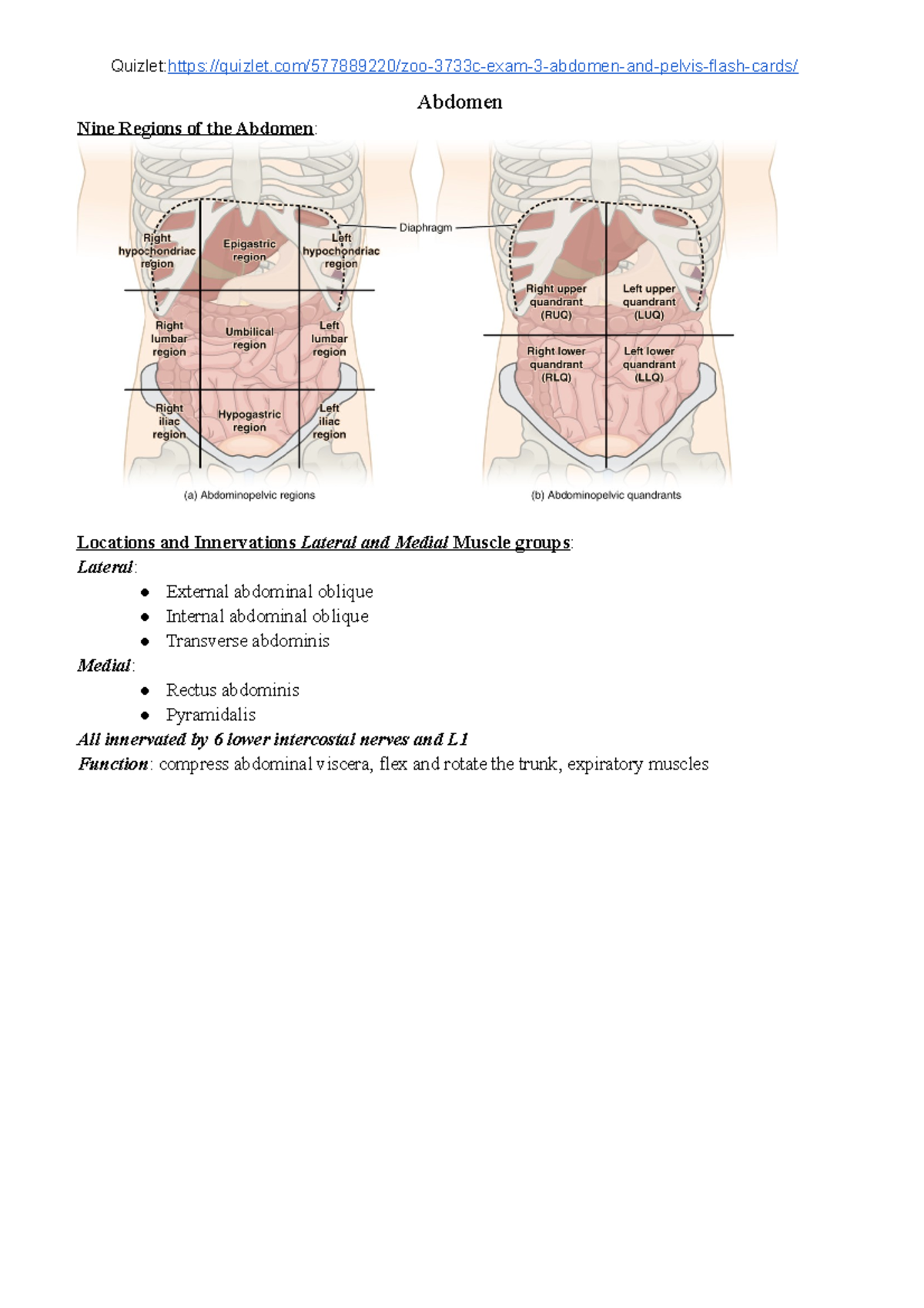 Block 3 - Abdomen Nine Regions of the Abdomen: Locations and ...