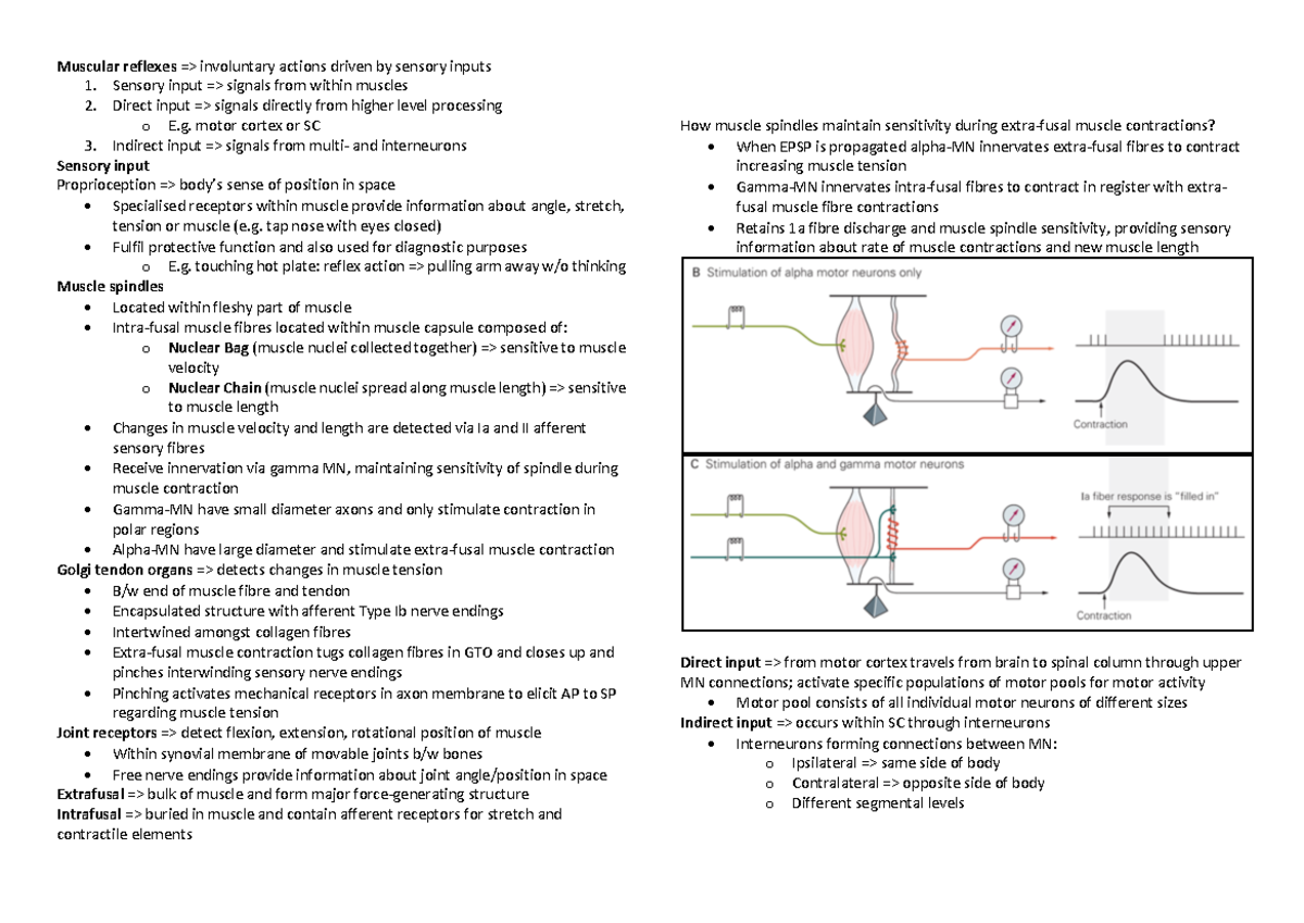 Module 8 - Muscular reflexes => involuntary actions driven by sensory ...