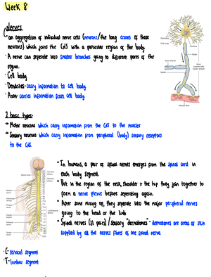 Joints - Week 2 Tints theonlypartsofthebodythatcanbemoved articulated ...