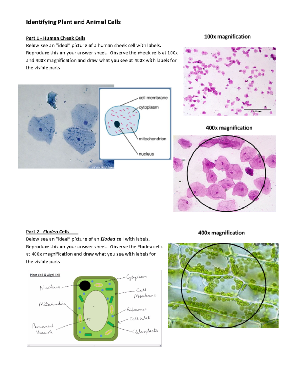 Identifying Plant and Animal Cells Handout (Revised 2023) - Identifying ...