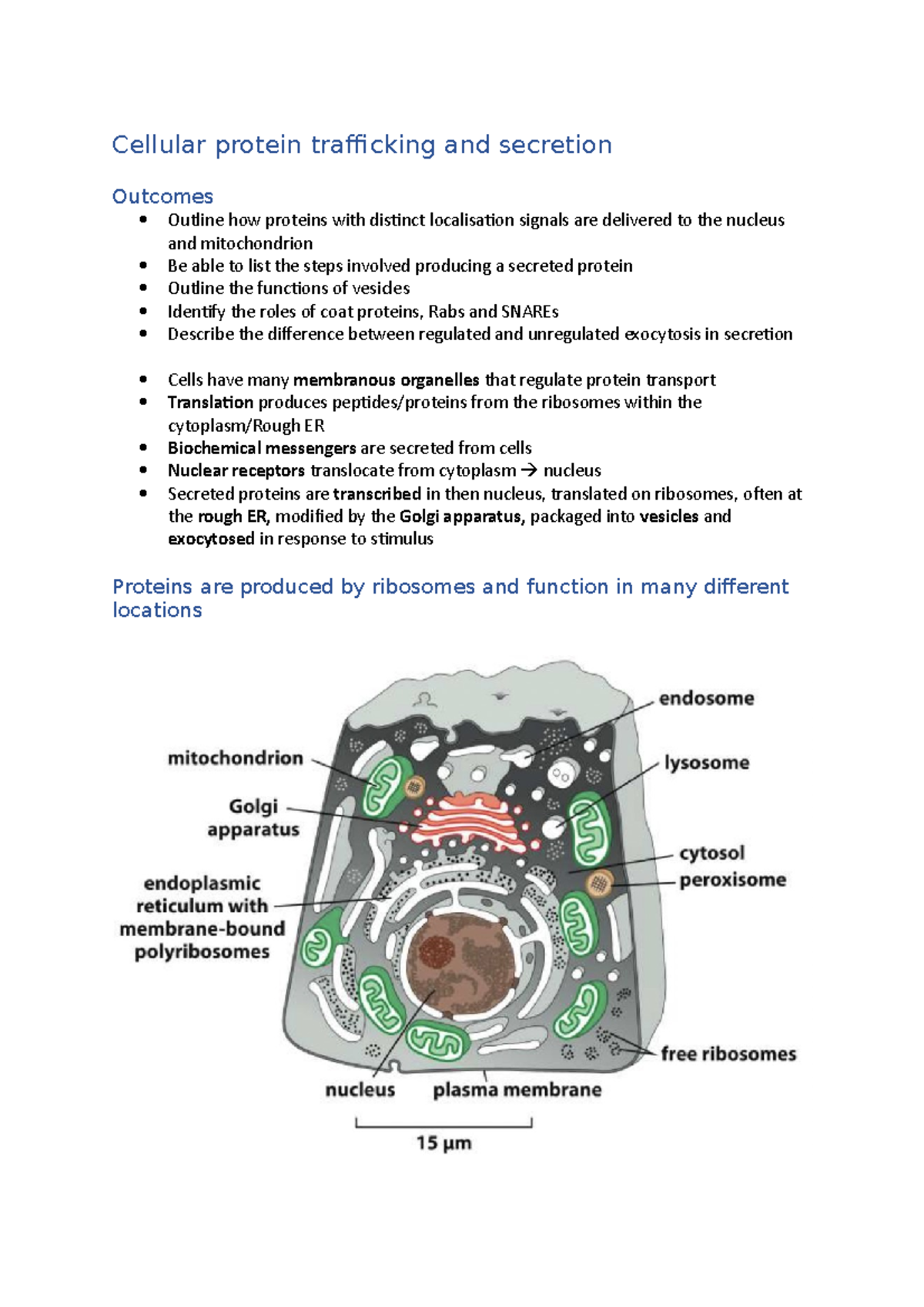 Cellular protein trafficking and secretion - Cellular protein ...