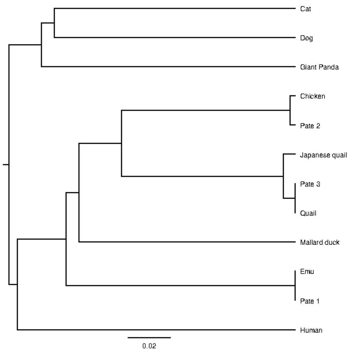 Phologenic Tree - Notes - BMS212 - Cat Dog Giant Panda Chicken Pate 2 ...