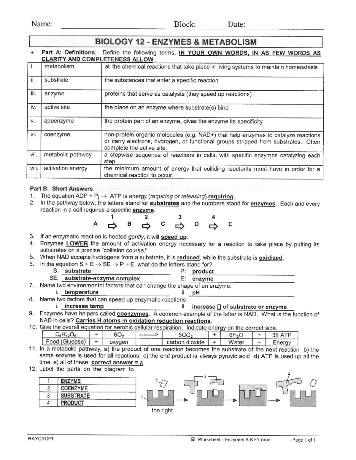 Enzyme sg key - Practice - Name: Block: Date: BIOLOGY 12 ENZYMES ...